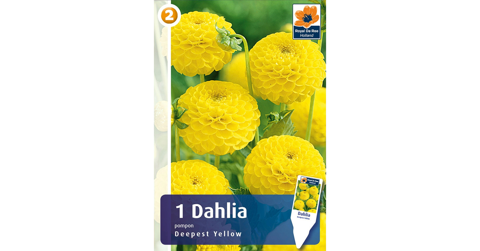 Vh08265 Dahlia Pompon/Ball Deepest Yellow - Pompon-Ball
